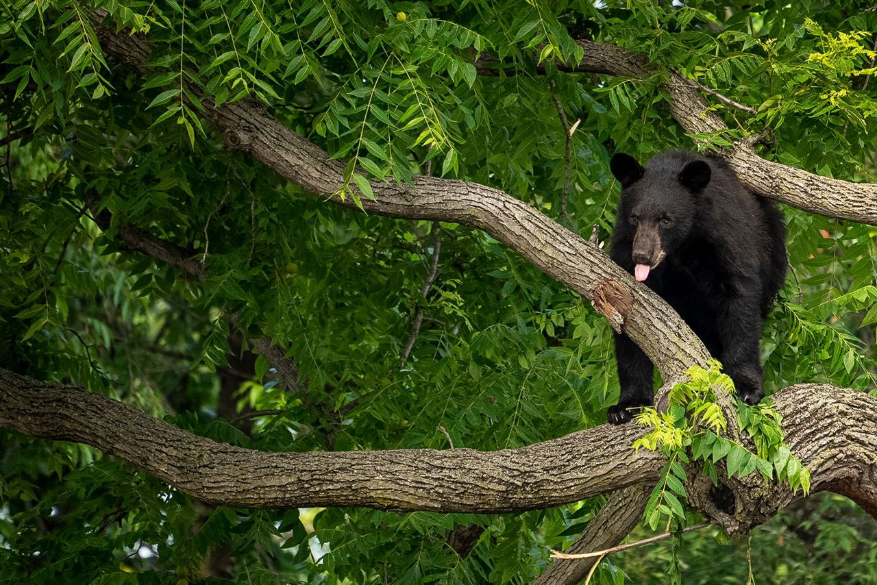 Young black bear wanders Washington D.C. neighborhood, sparking a ...