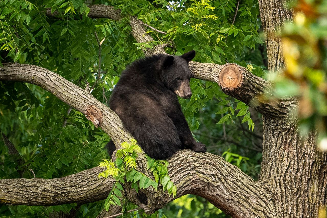 Young black bear wanders Washington D.C. neighborhood, sparking a ...