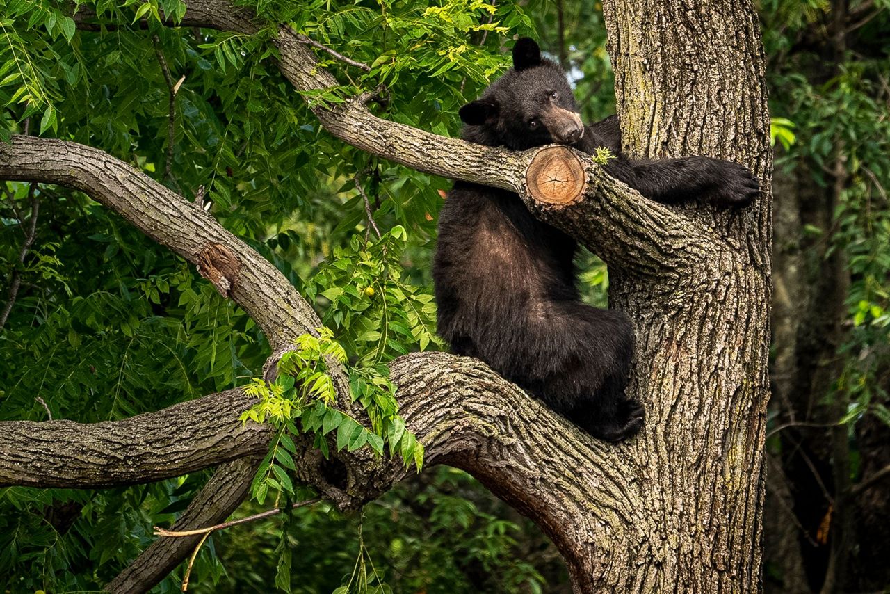 Young black bear wanders Washington D.C. neighborhood, sparking a ...