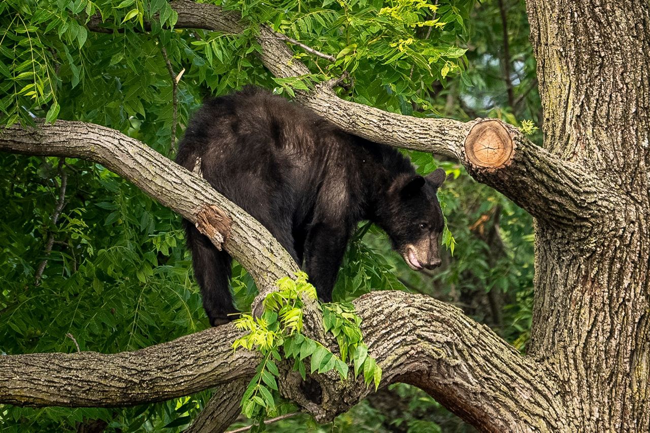 Young black bear wanders Washington D.C. neighborhood, sparking a frenzy before being captured