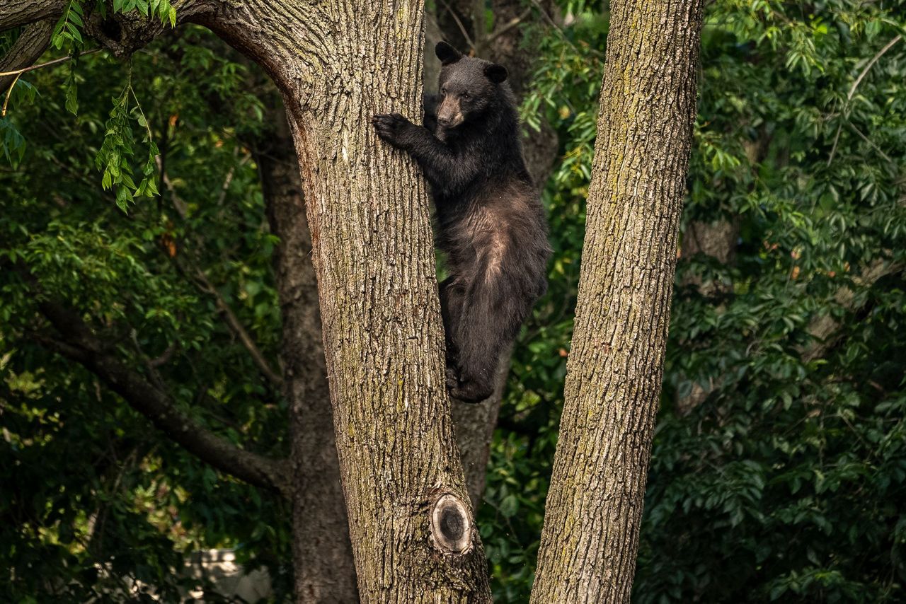 Young black bear wanders Washington D.C. neighborhood, sparking a ...