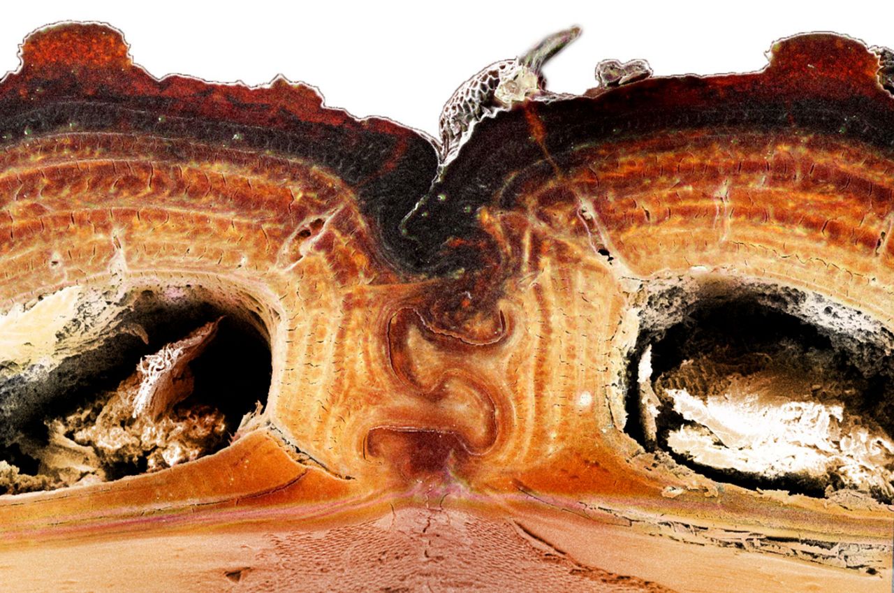 Can't crush this: Beetle armor gives clues to tougher planes