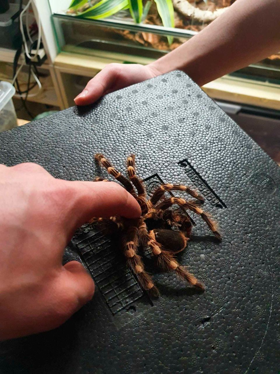 Brussels police find tarantulas, scorpions during drug raid