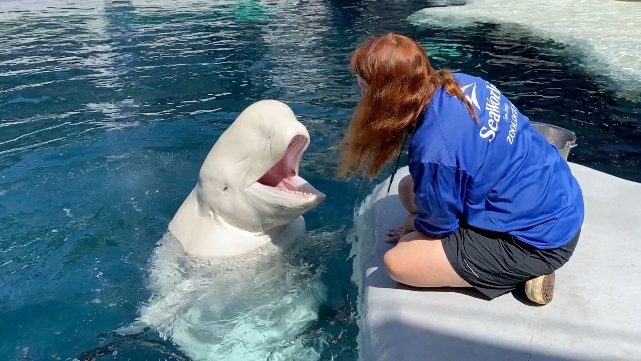 New straddle coaster at Seaworld brings arctic awareness
