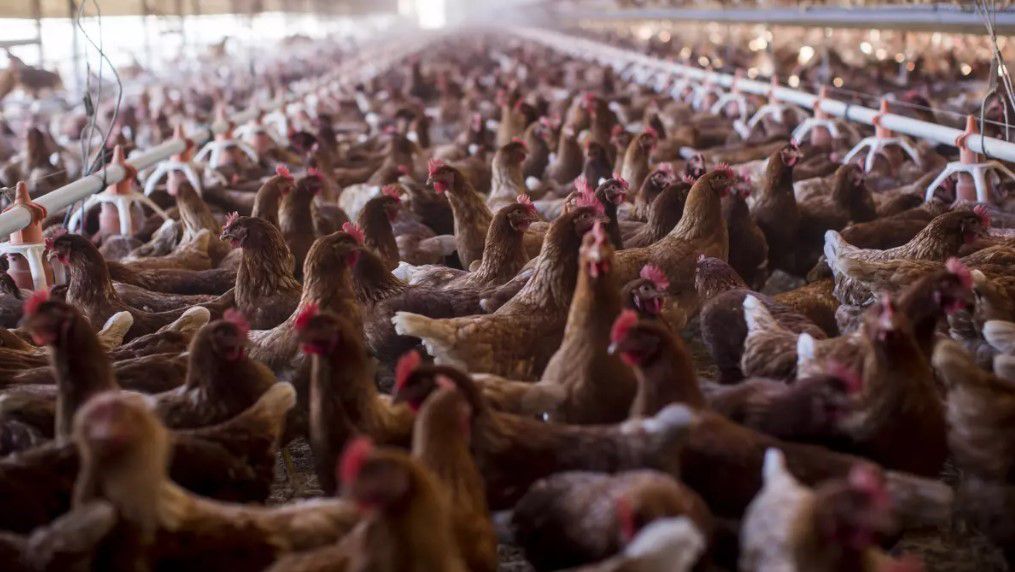 What you need to know about the bird flu outbreak