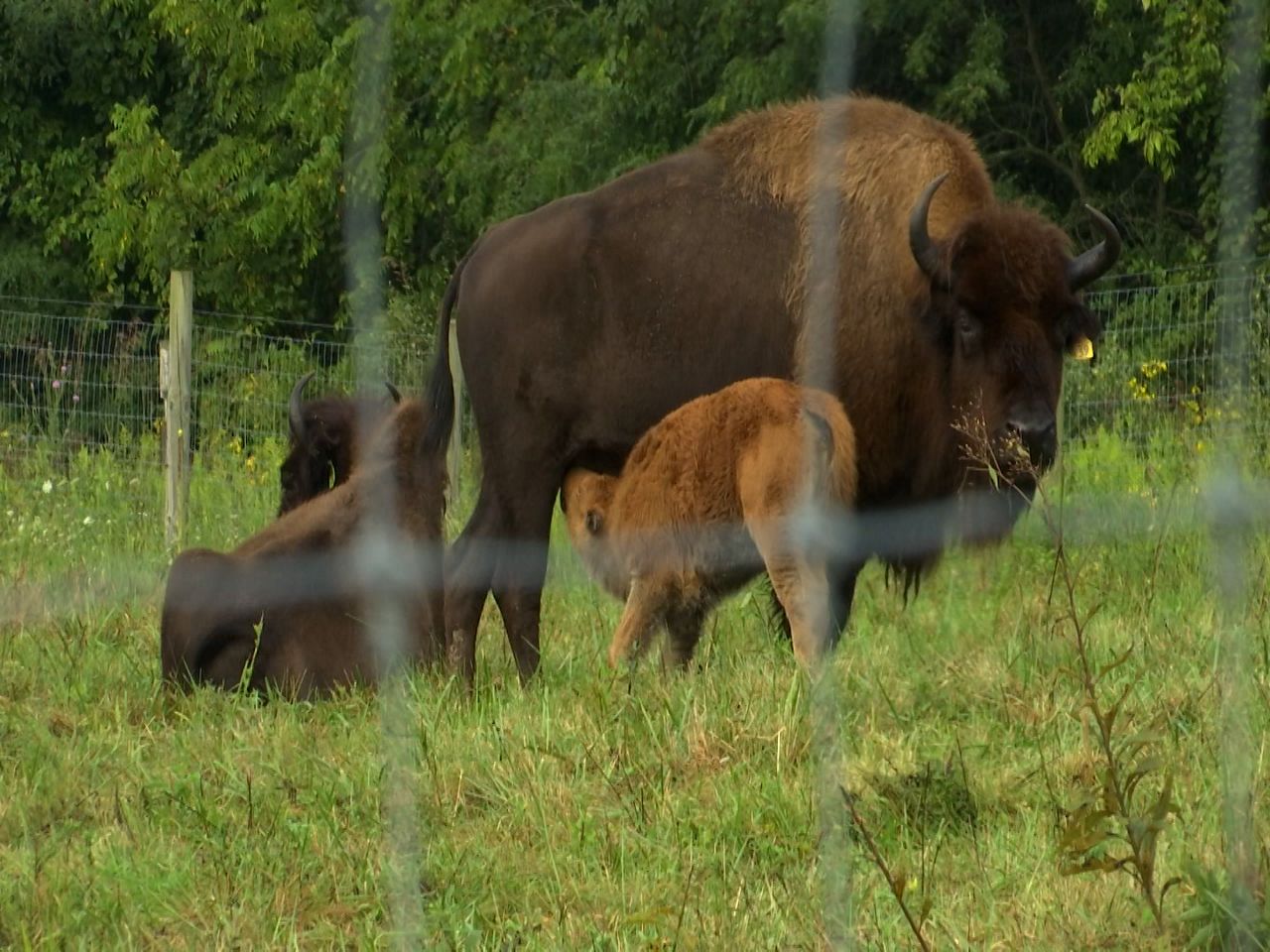 Exploring Ohio: bison in the city