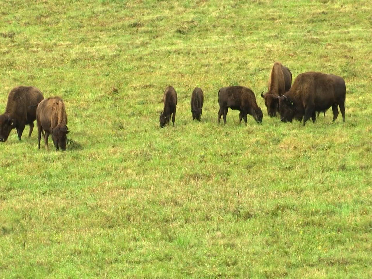 Exploring Ohio: bison in the city