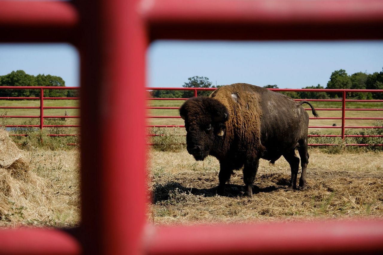 Bison's relocation to Native lands revives a spiritual bond
