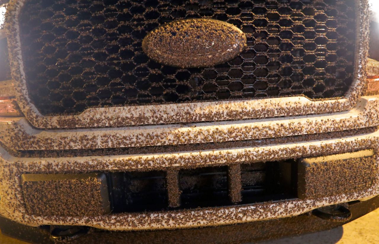 The Swarm: Billions of skeeter lookalikes plague New Orleans