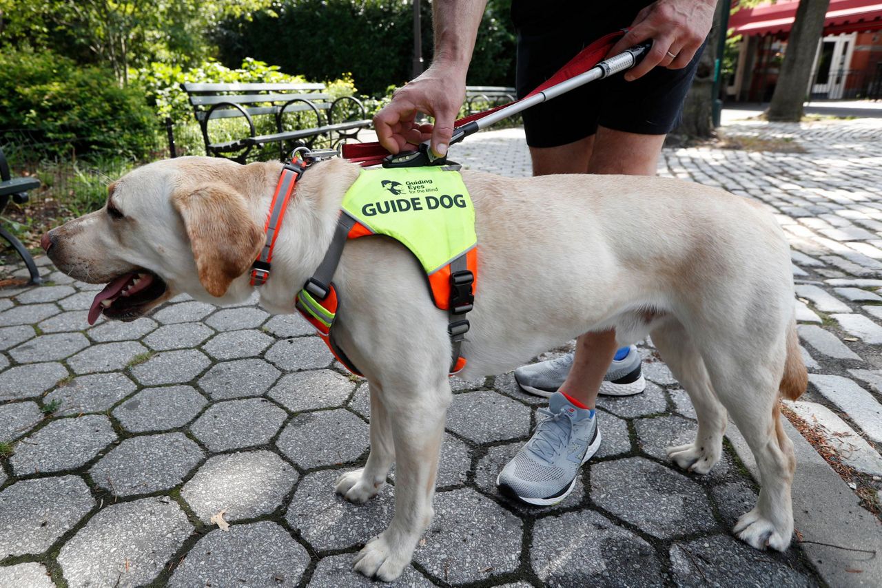 Guide dogs helping blind runners stay fit despite pandemic