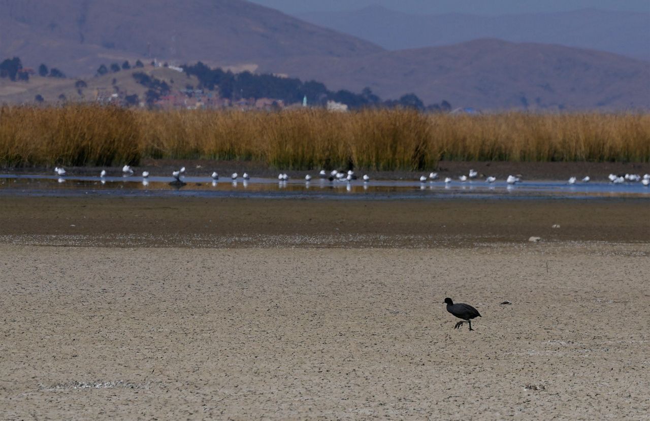 A drought alert for receding Lake Titicaca has Indigenous communities ...