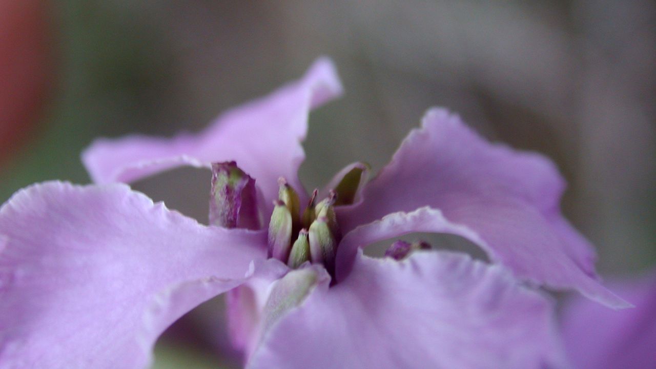 Protecting a piece of Texas: The bracted twistflower