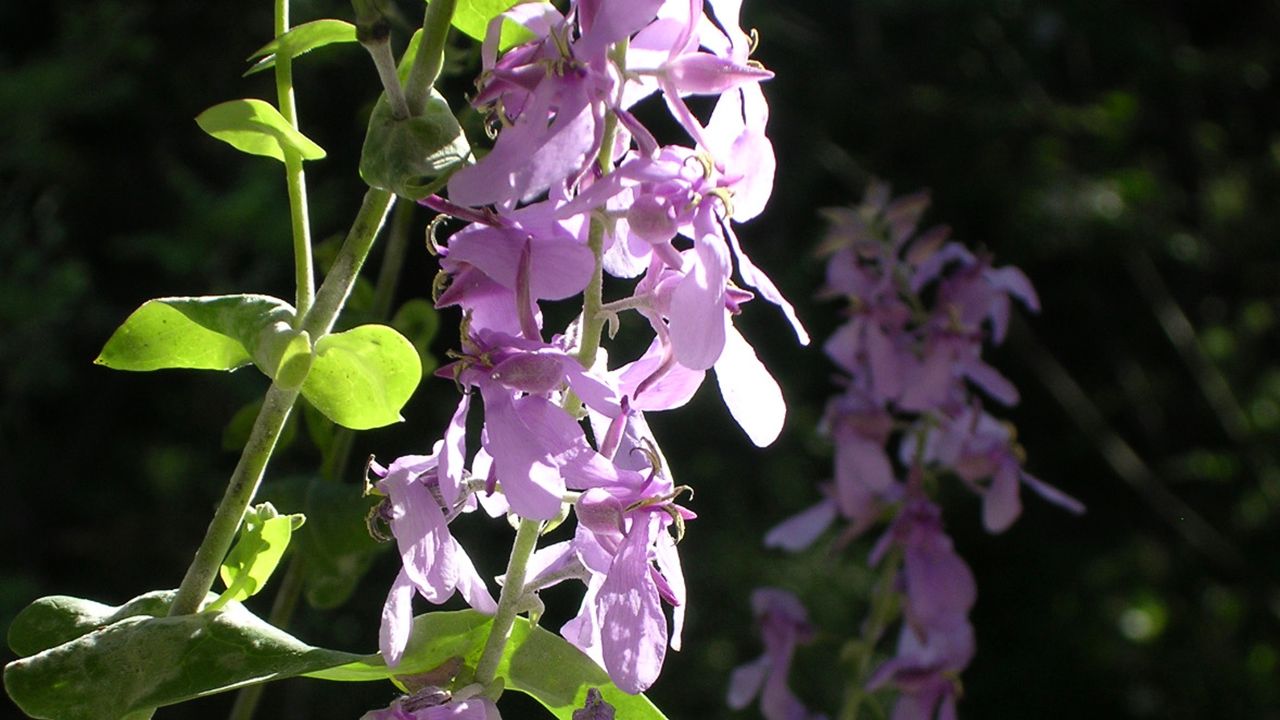 Protecting a piece of Texas: The bracted twistflower
