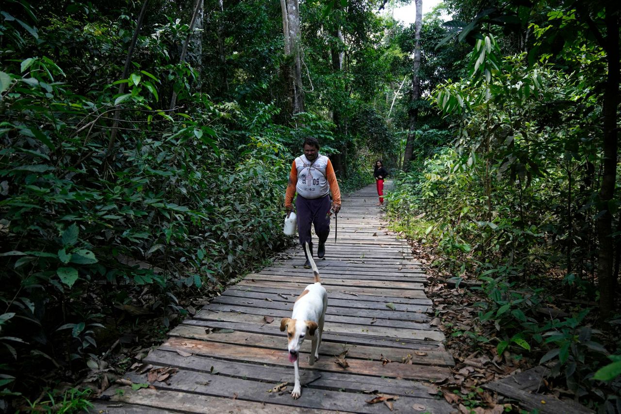 In the Amazon, Brazilian ecologists try new approach against ...