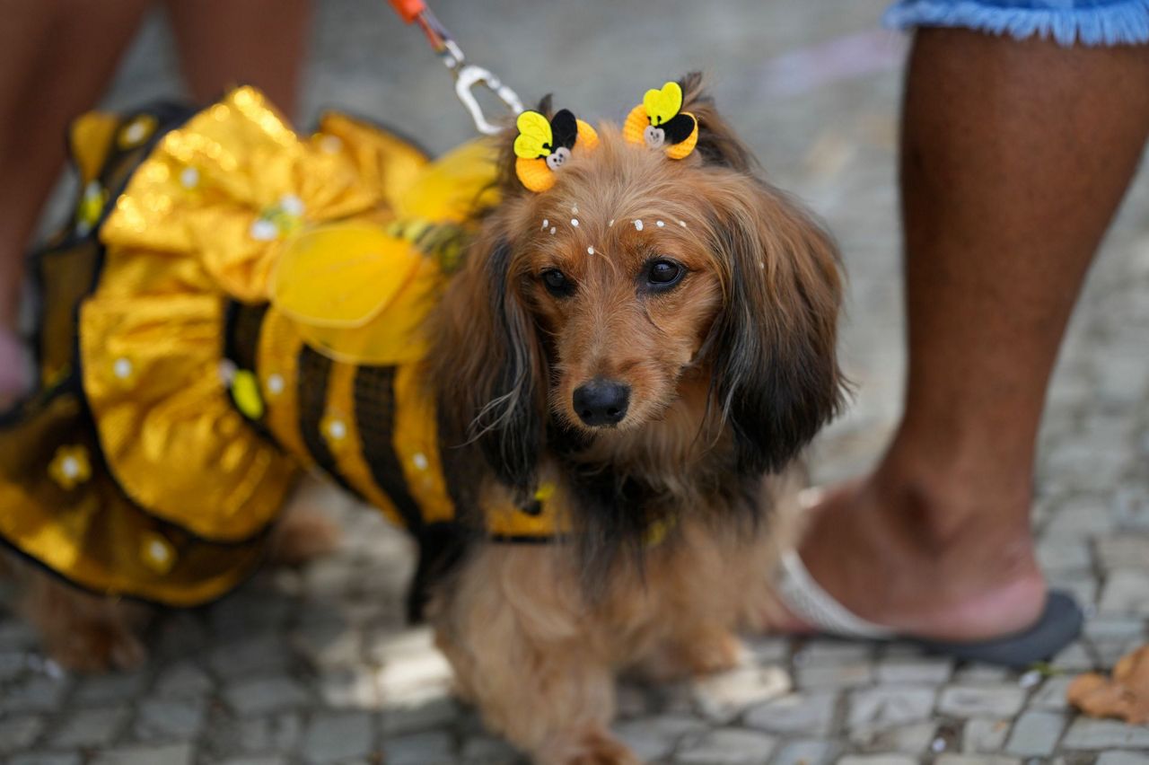 Dogs in costumes take over at Rio Carnival street party