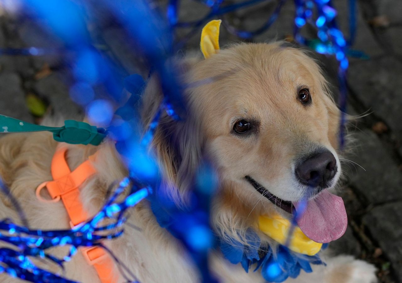 Dogs in costumes take over at Rio Carnival street party