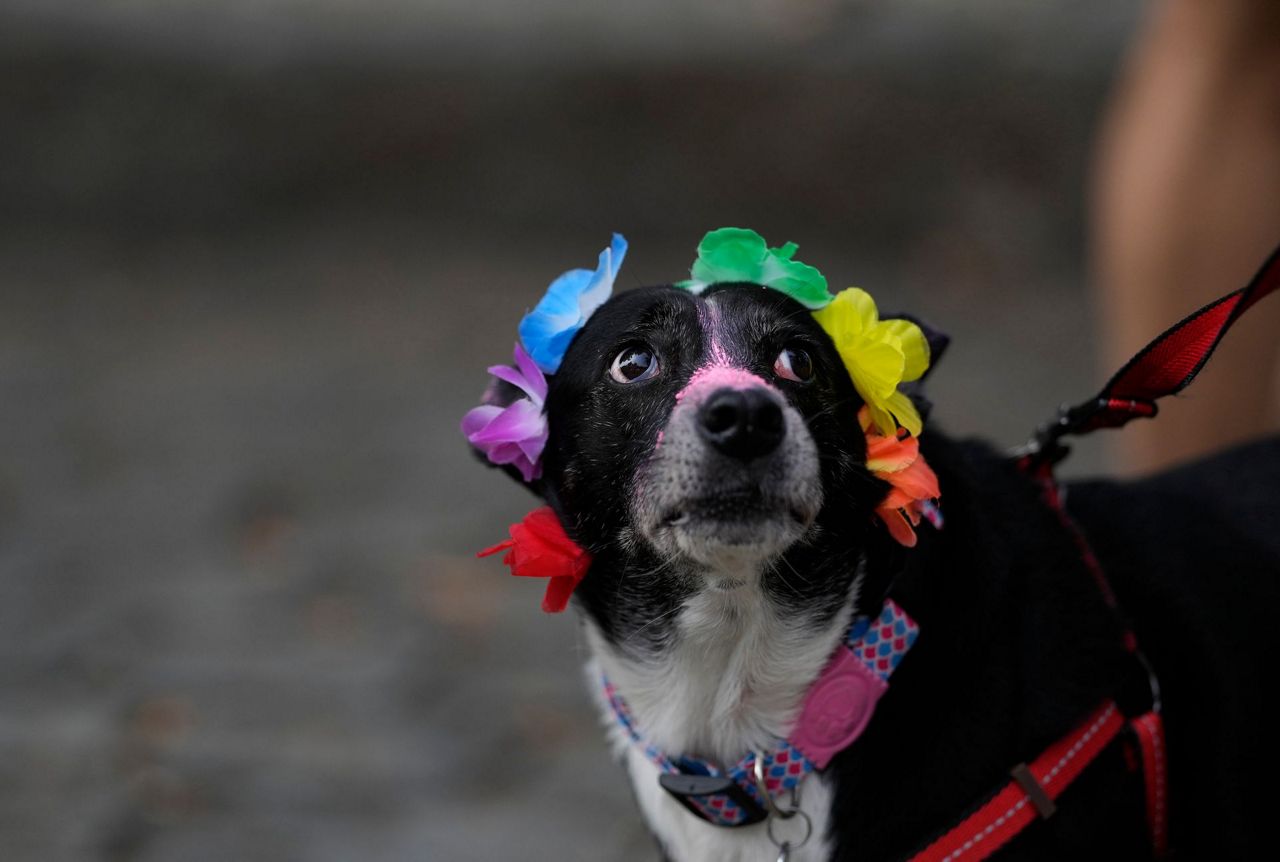 Dogs in costumes take over at Rio Carnival street party