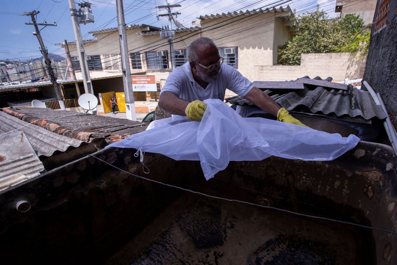 In Rio, rife with dengue, bacteria-infected mosquitoes are making a ...