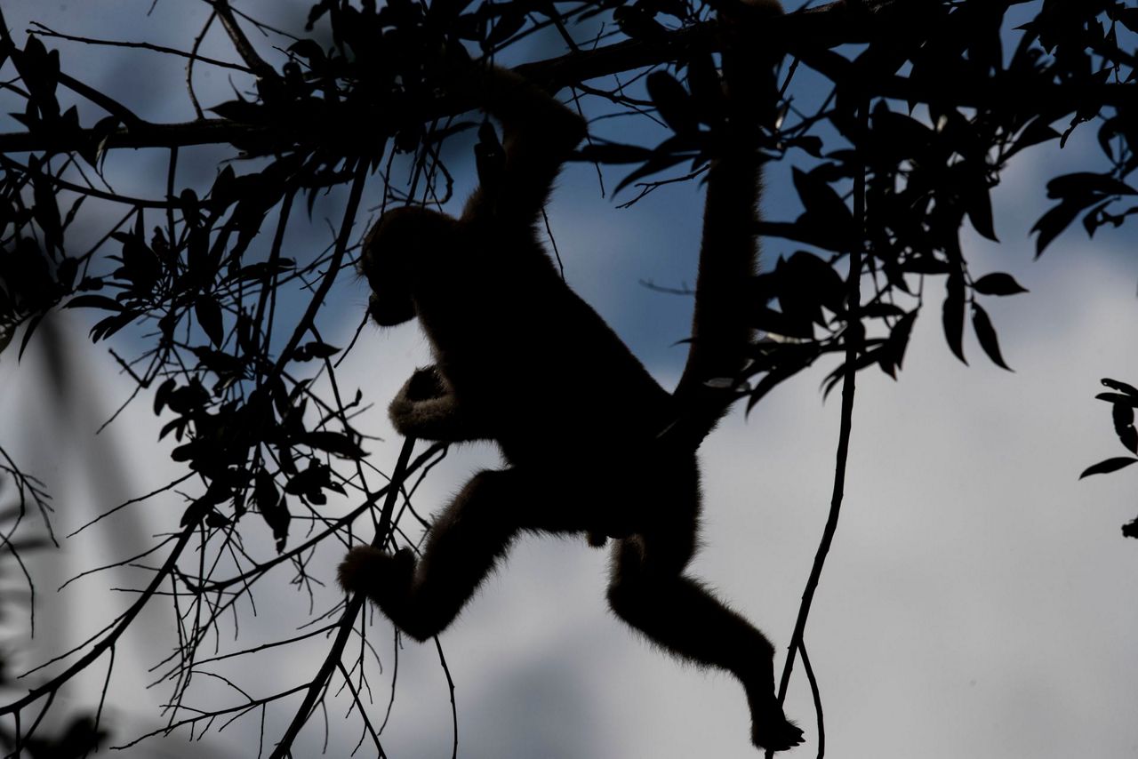 A scientist's 4-decade quest to save the biggest monkey in the Americas