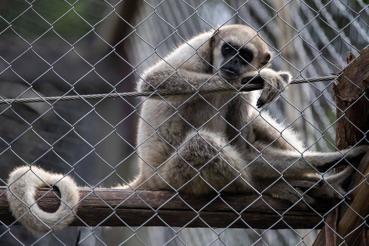 A scientist's 4-decade quest to save the biggest monkey in the Americas