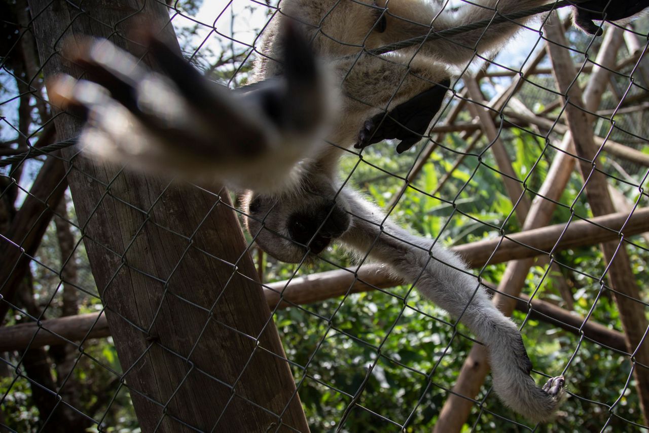 A scientist's 4-decade quest to save the biggest monkey in the Americas