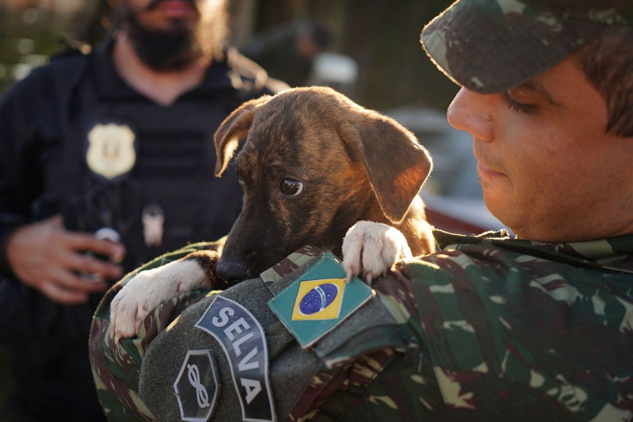 Inside a makeshift shelter saving hundreds of dogs from floods in ...