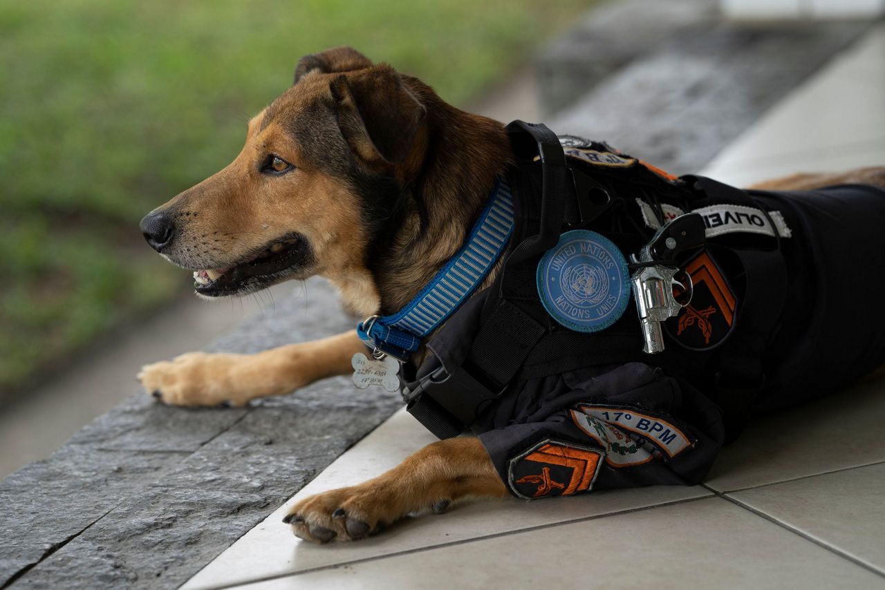 In Rio, rescue dogs watch out for their rescuers
