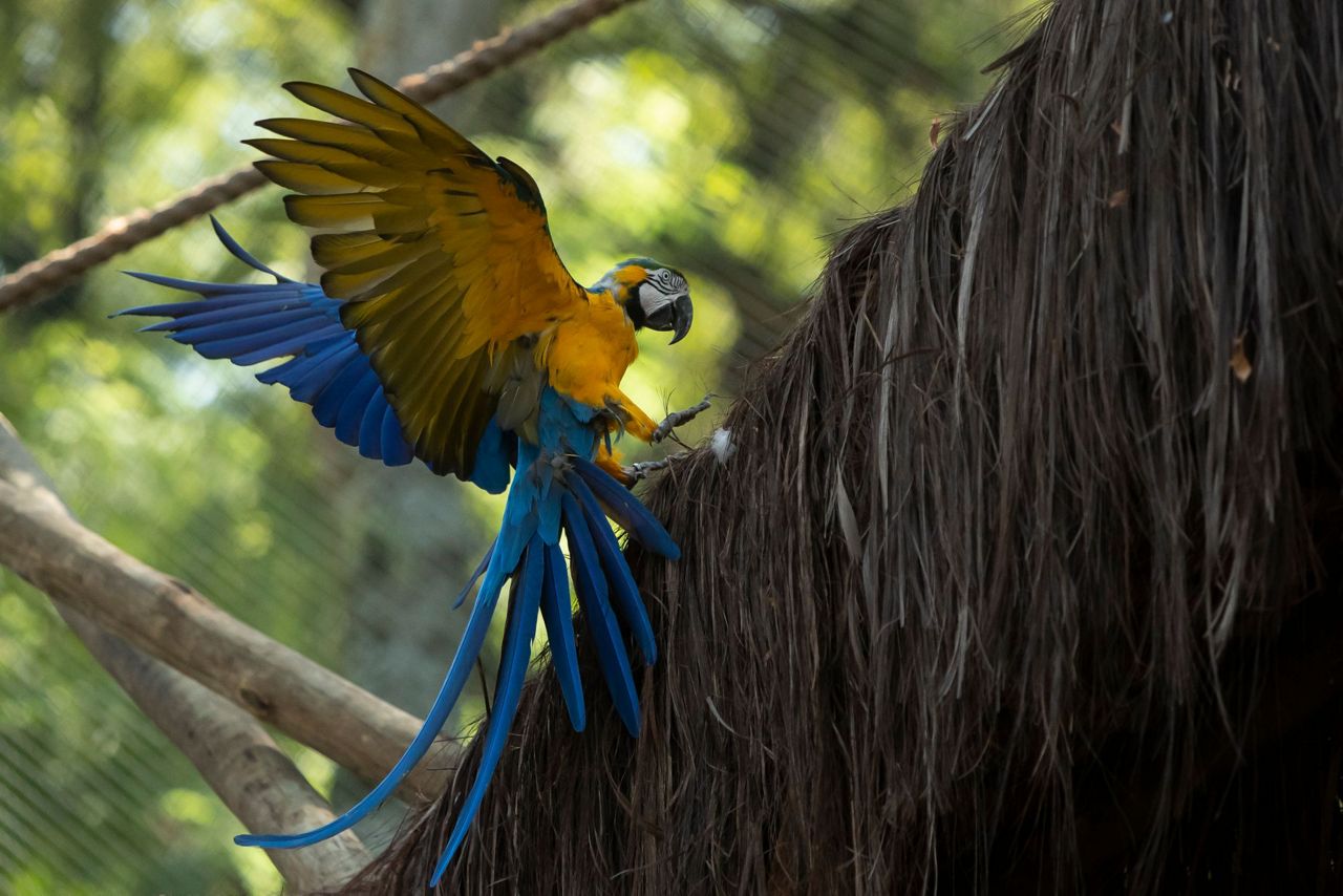 Last wild macaw in Rio is lonely and looking for love