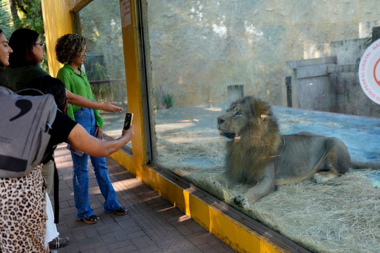 Ice pops cool down monkeys in Brazil at a Rio zoo during a rare winter ...