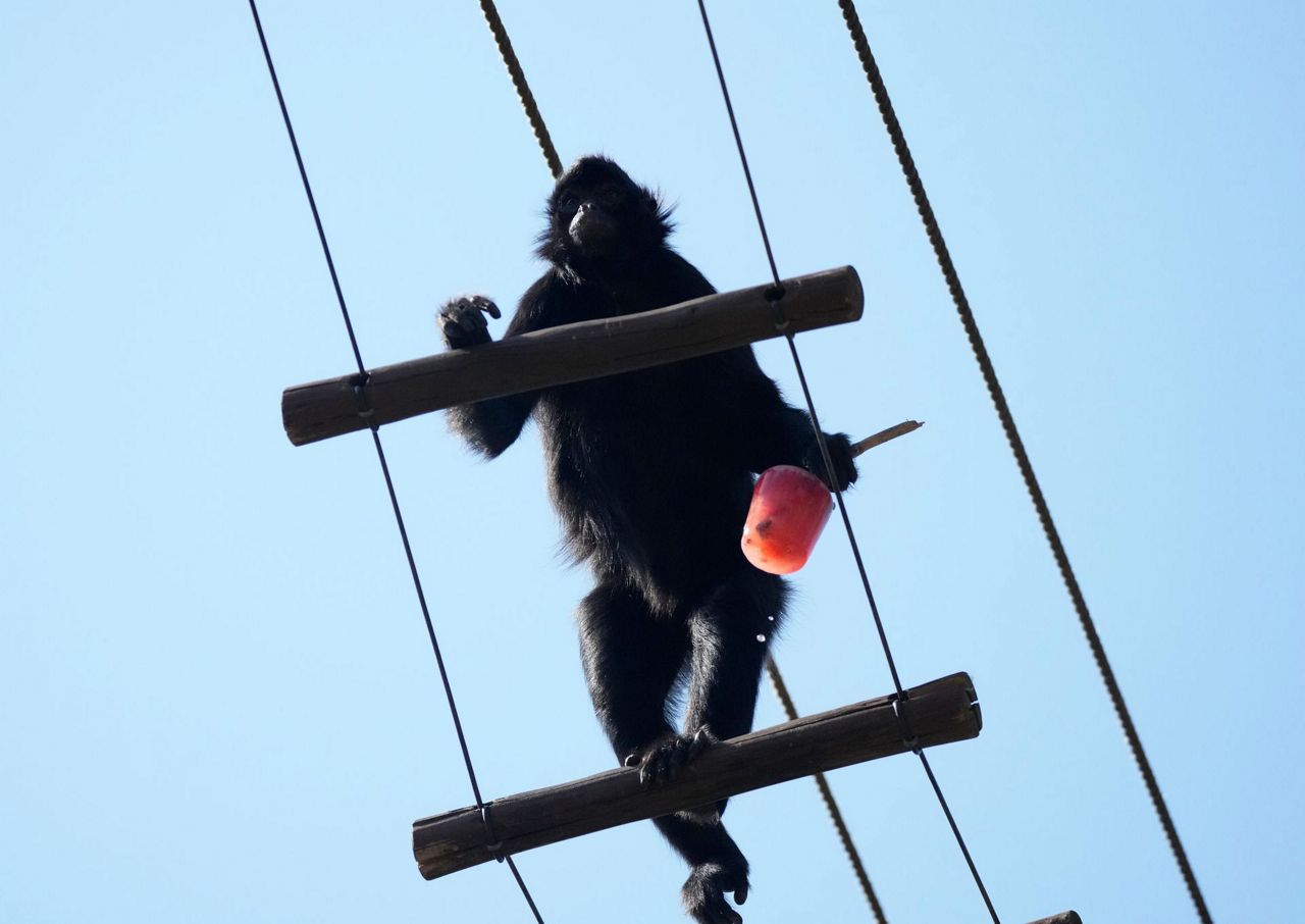 Ice pops cool down monkeys in Brazil at a Rio zoo during a rare winter ...