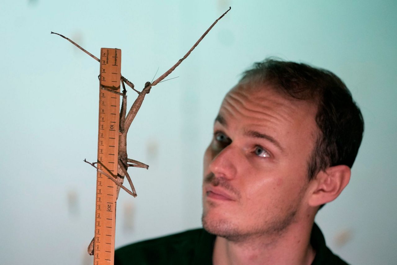 London Zoo's animals, from tarantulas to tigers, get their annual weigh-in