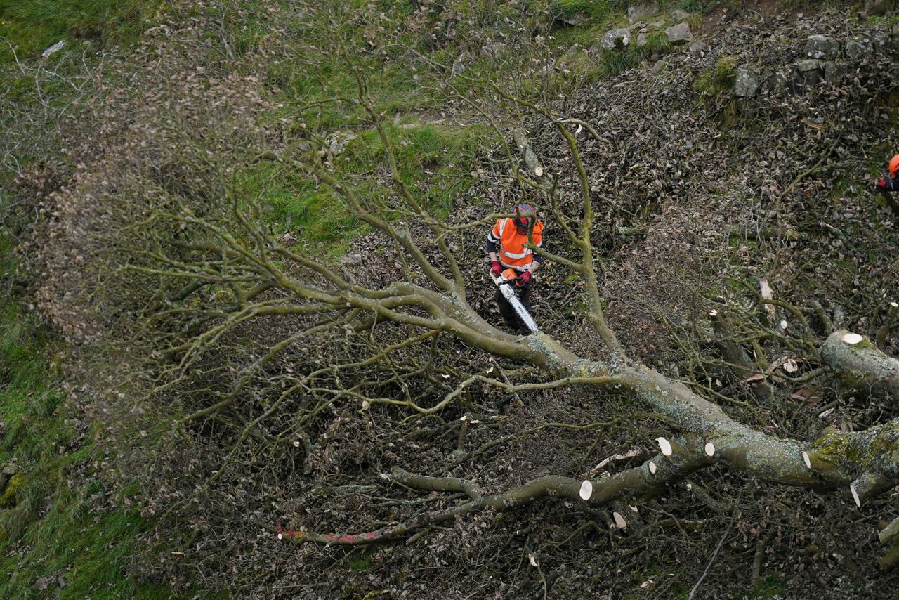 Grainy video in UK trial shows Sycamore Gap tree’s last stand