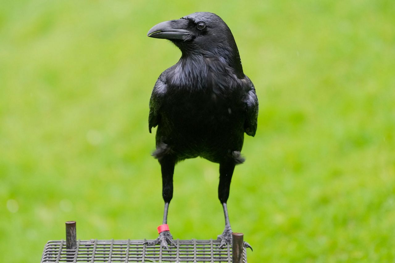 The Tower of London's new ravenmaster takes charge of the landmark's ...