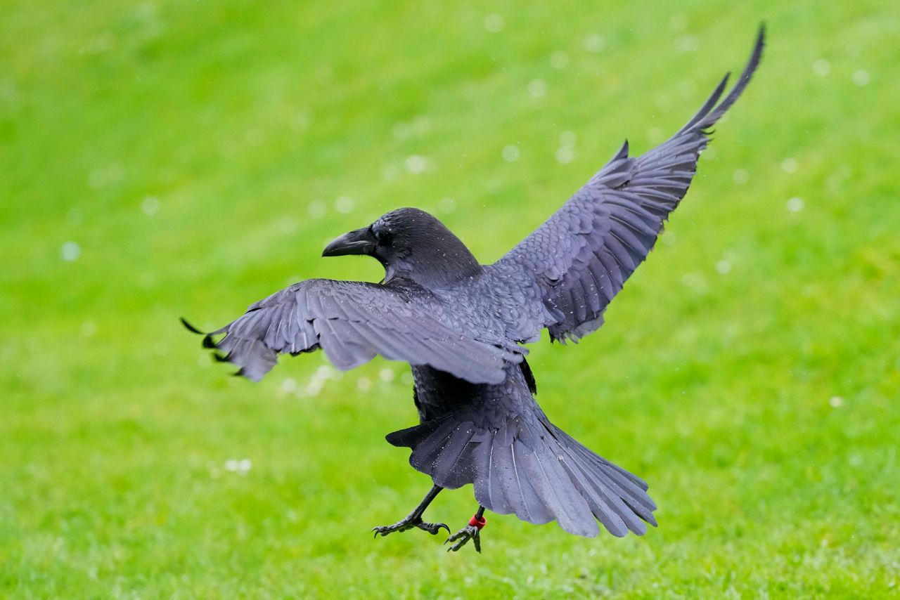 The Tower of London's new ravenmaster takes charge of the landmark's ...