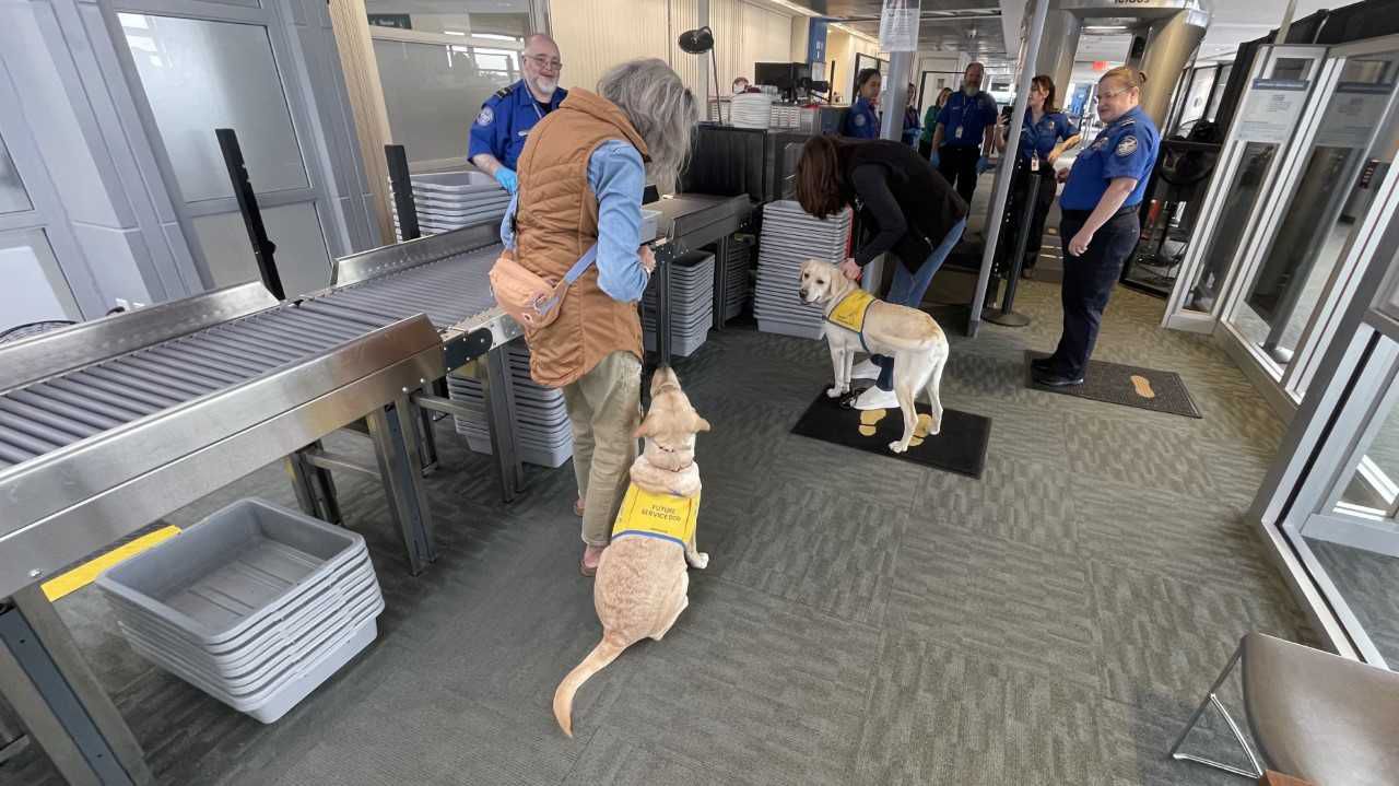 Canine Companions train at Worcester Regional Airport