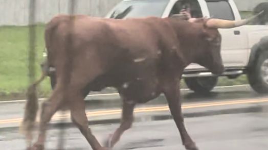 900-pound longhorn bull seen trotting around Charlotte