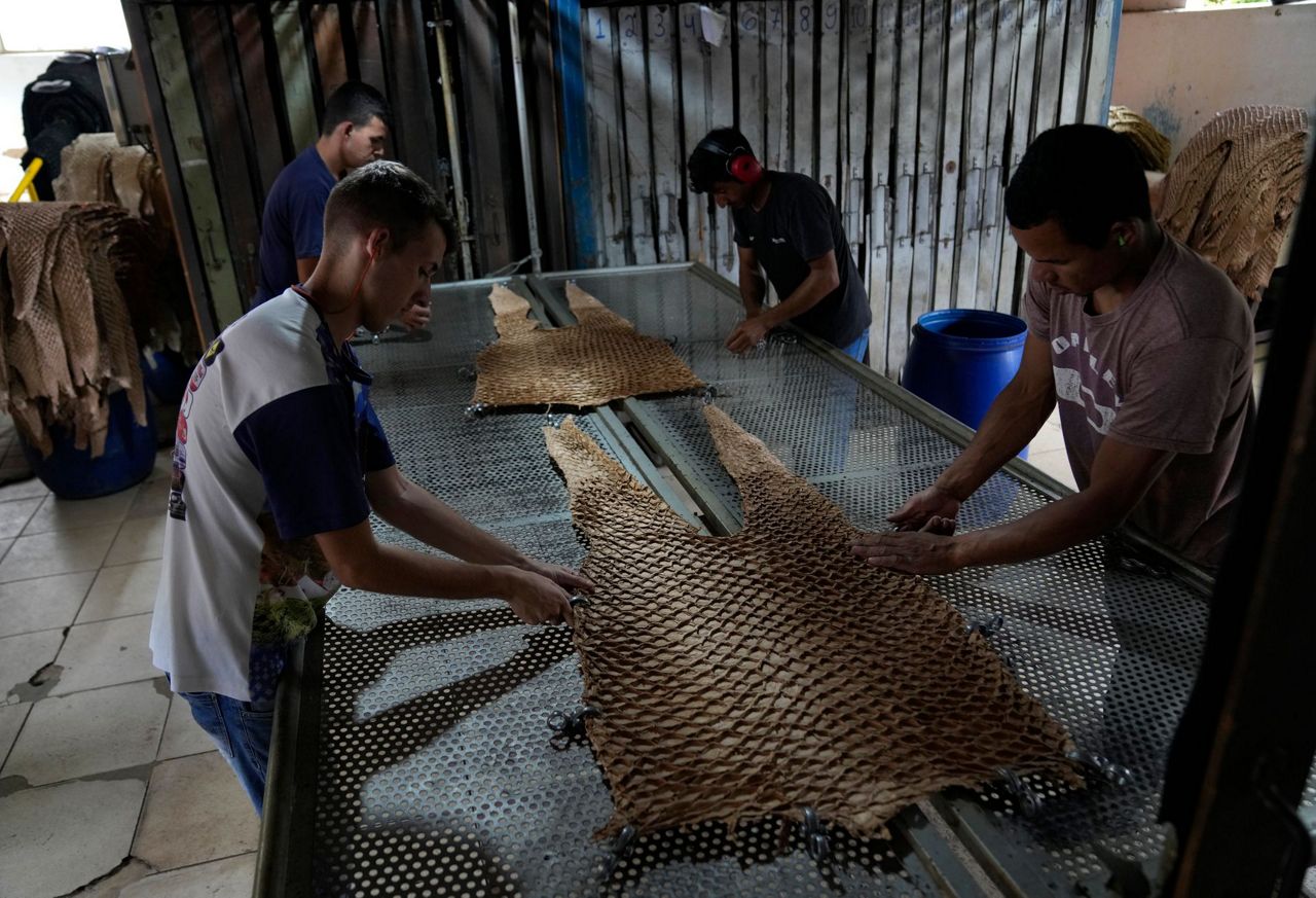 Giant, sustainable rainforest fish is now fashion in America