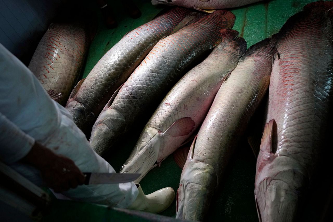 Giant, sustainable rainforest fish is now fashion in America