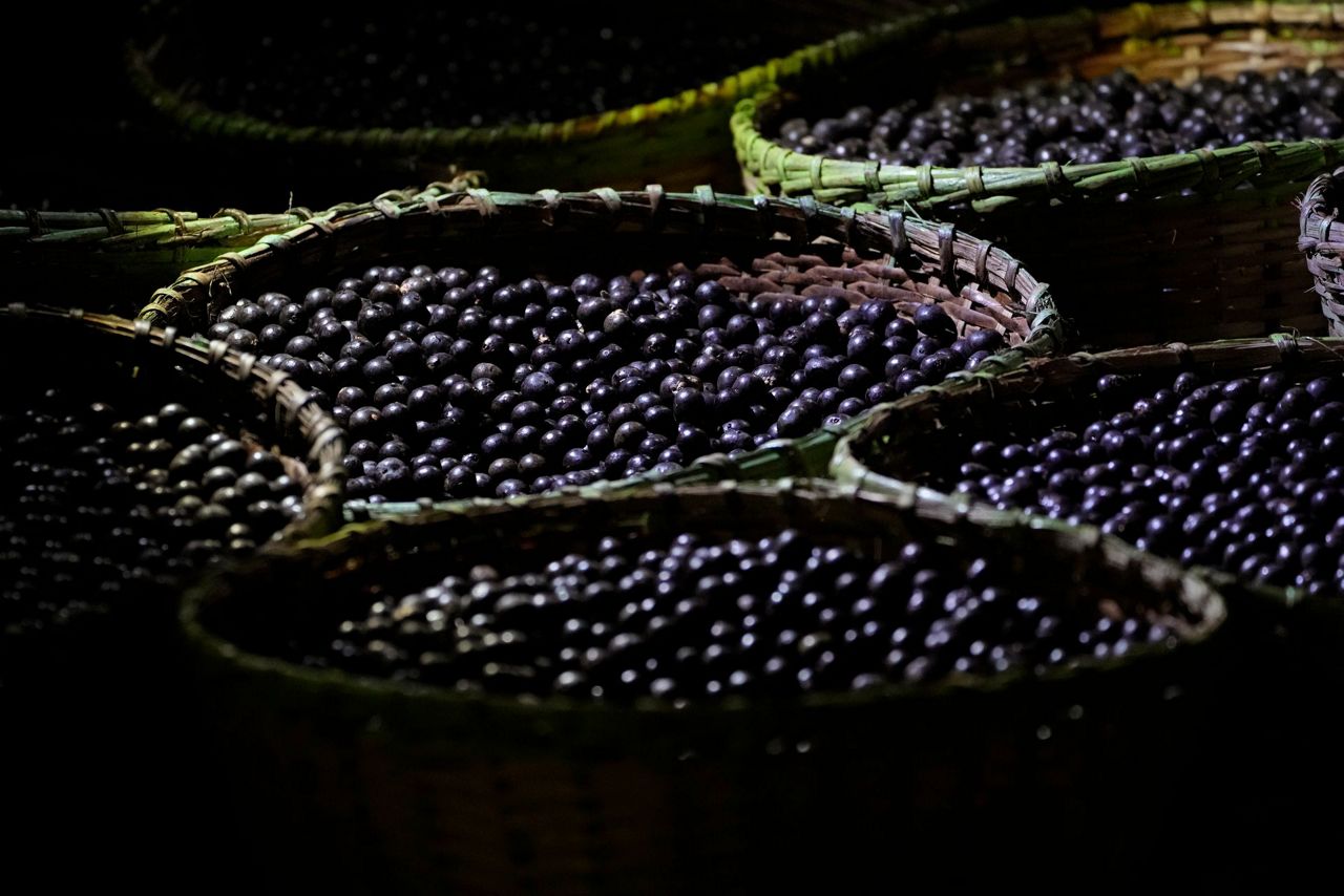 Climate Migration: Açai growers flee salty Amazon water