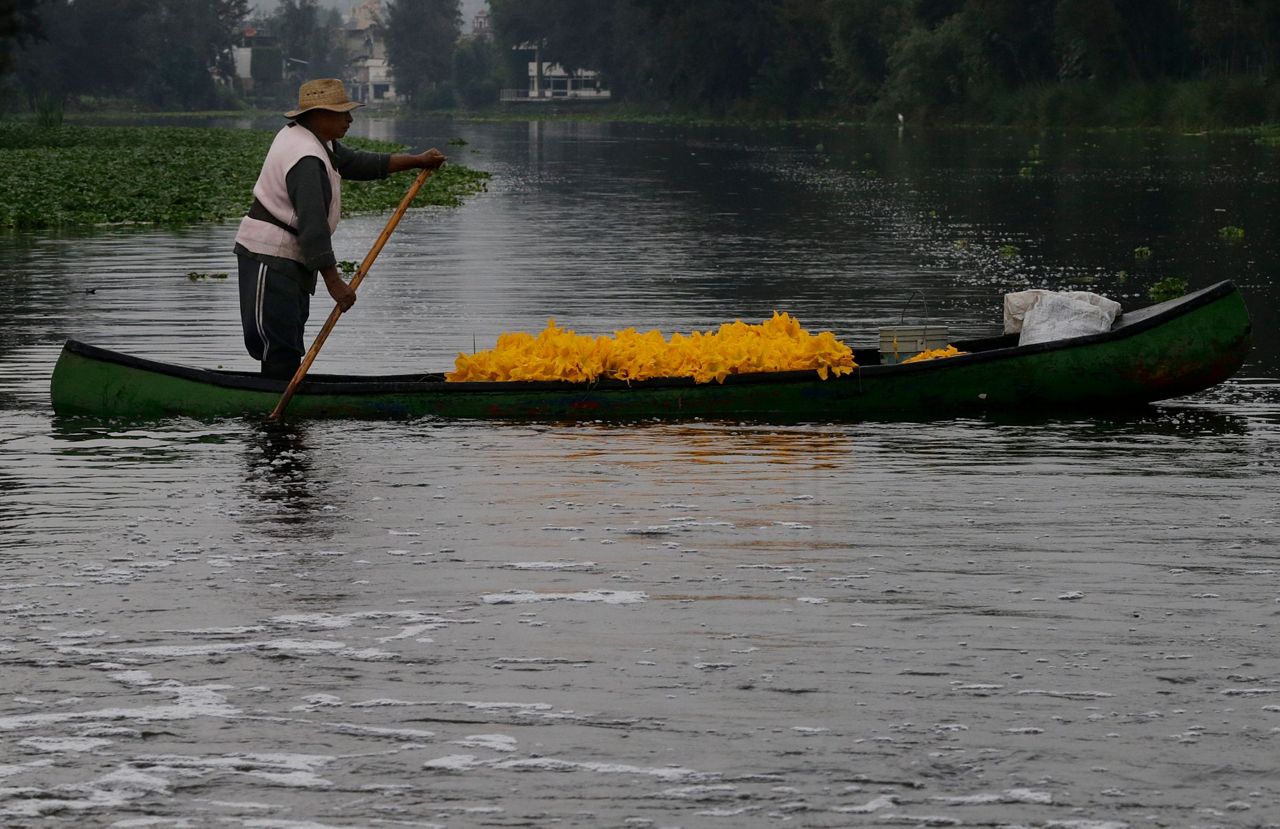 Cows in Rotterdam harbor, seedlings on rafts in India; are floating ...