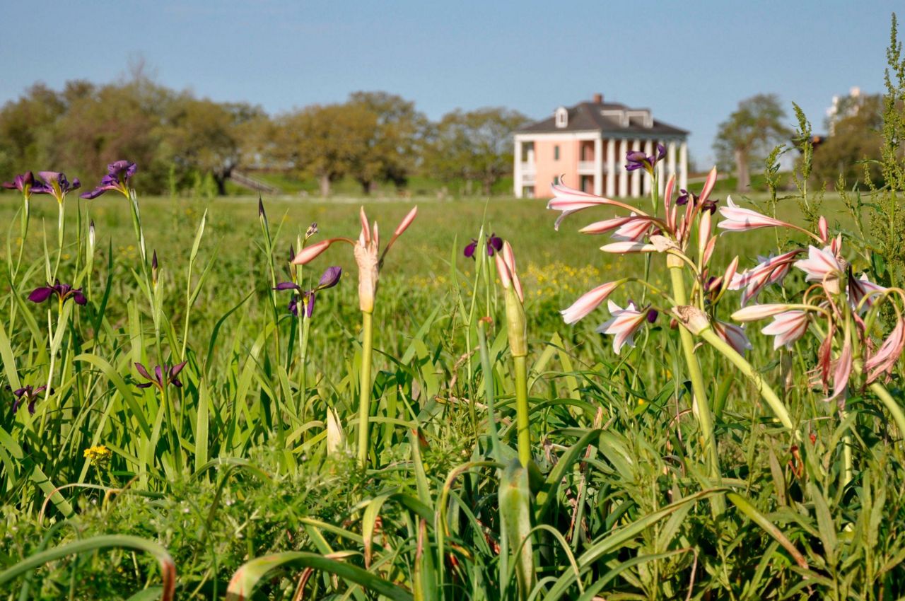 Iris on national park battlefield may mark razed Black homes