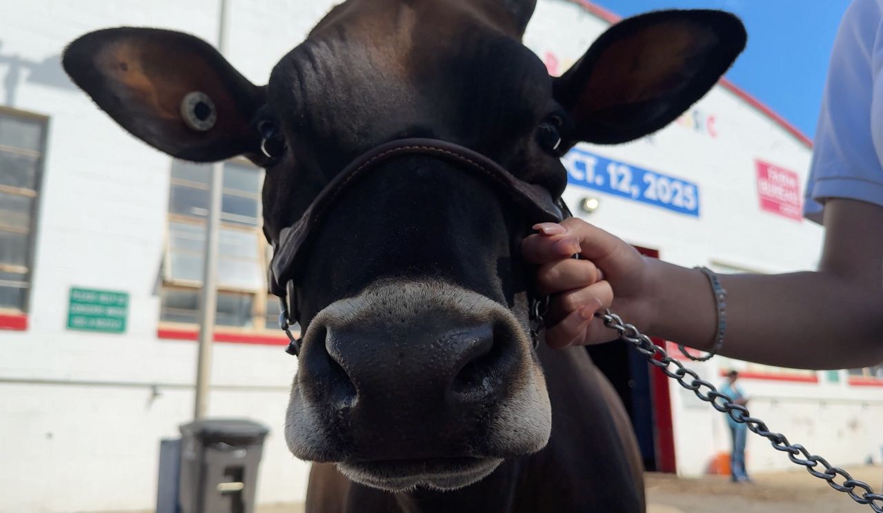 Dairy Day at the Carolina Classic Fair