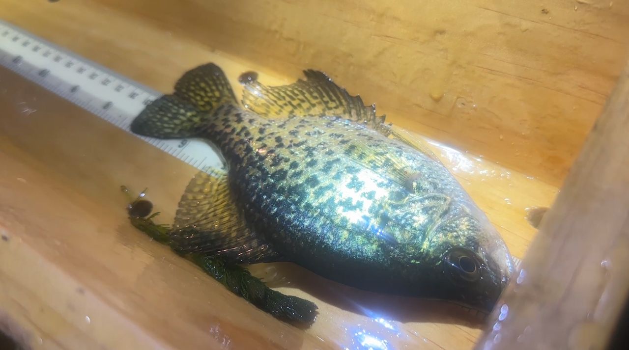 DNR studies impact of winter fish kill