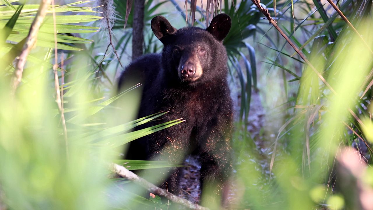 Conservation group files lawsuit to stop Florida’s bear hunt