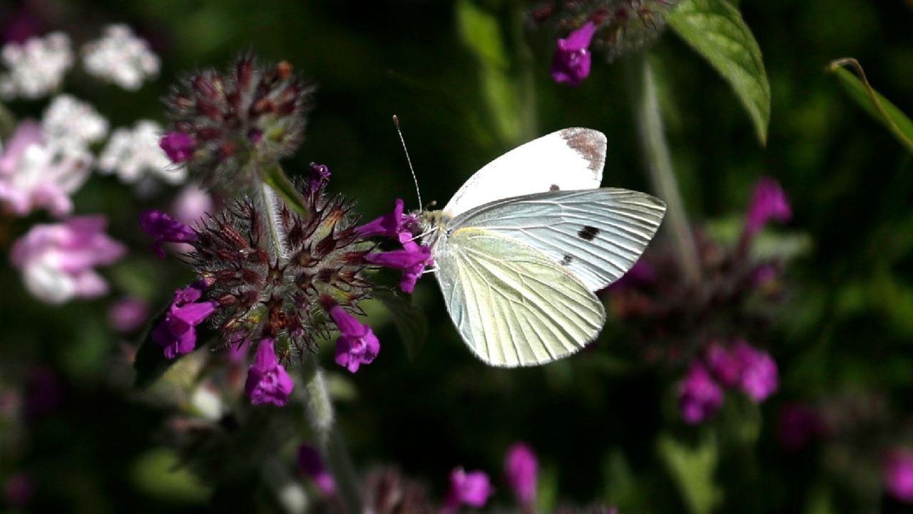 A Mild Winter May Lead to Gardening Issues in the Spring