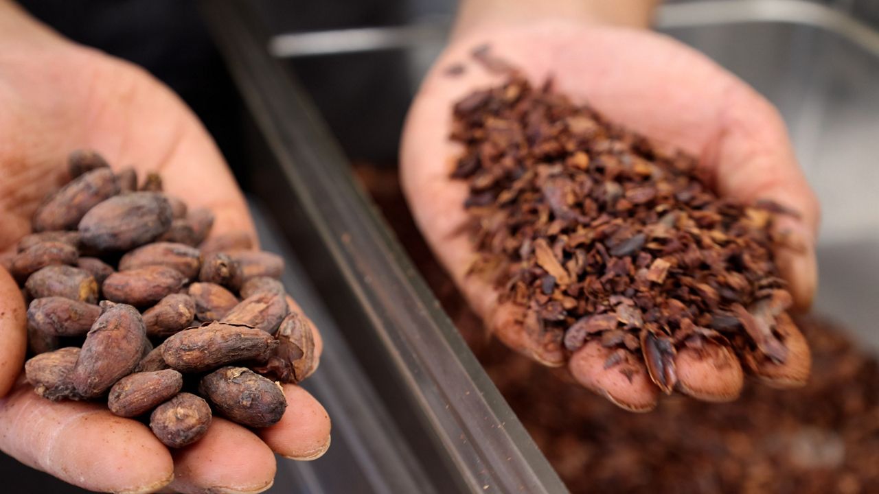 Chocolate climate change crisis