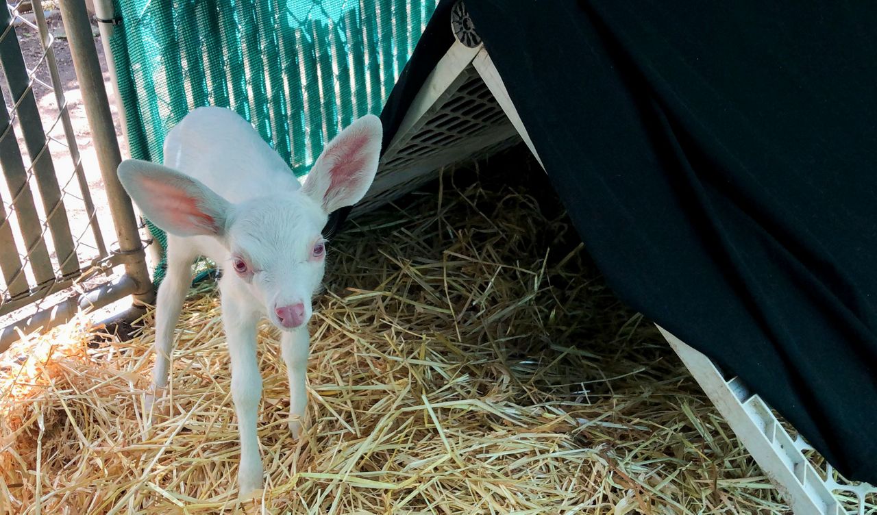 Rare albino fawn found, rescued by trucker in California