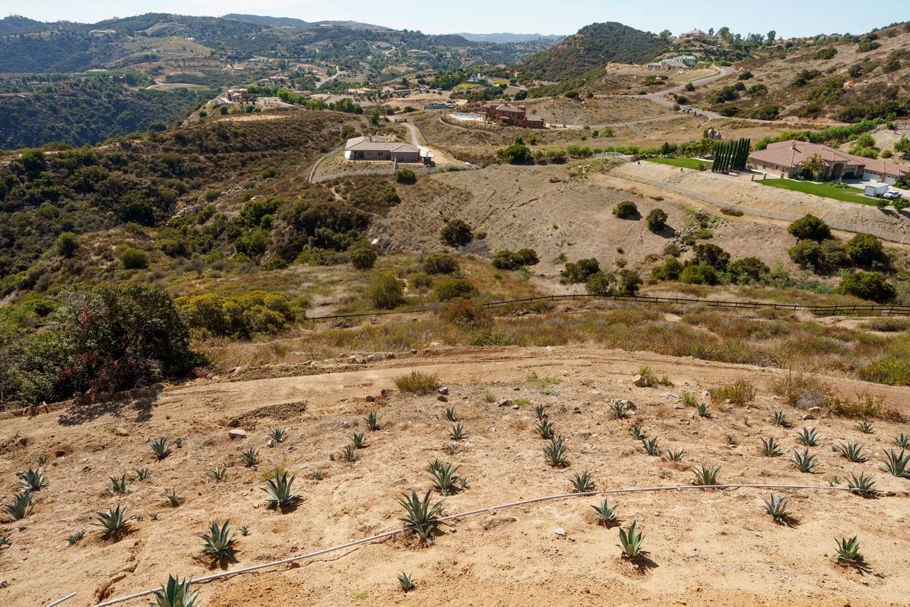 Californians bet farming agave for spirits holds key to weathering ...