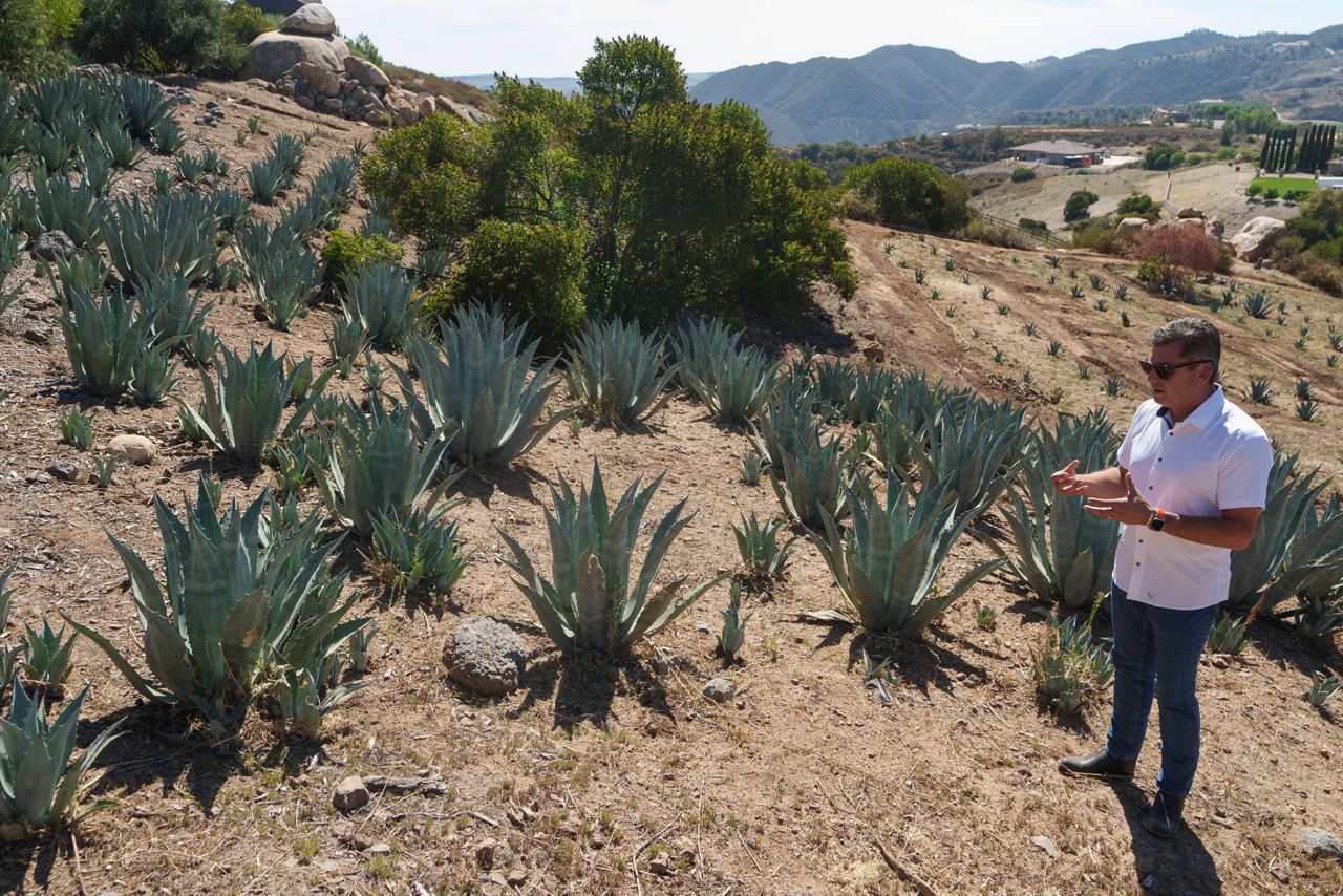 Californians bet farming agave for spirits holds key to weathering ...