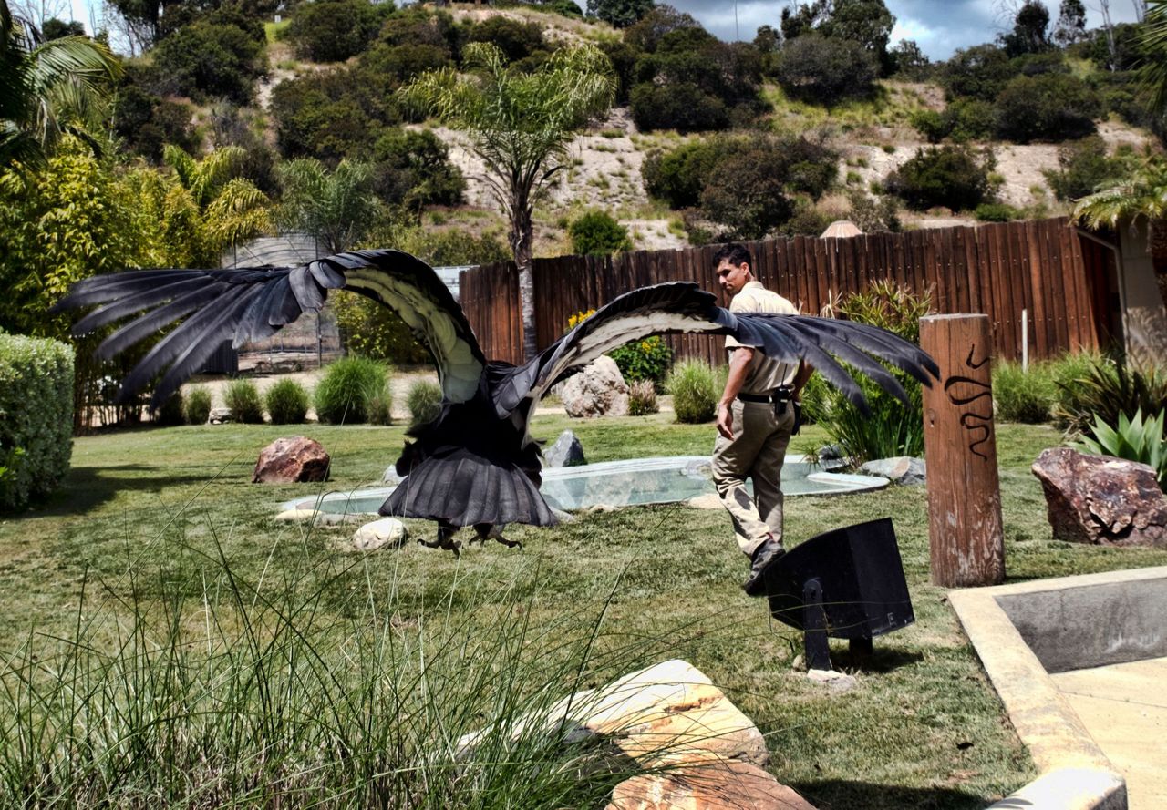 California condors confront bird flu in flight from extinction